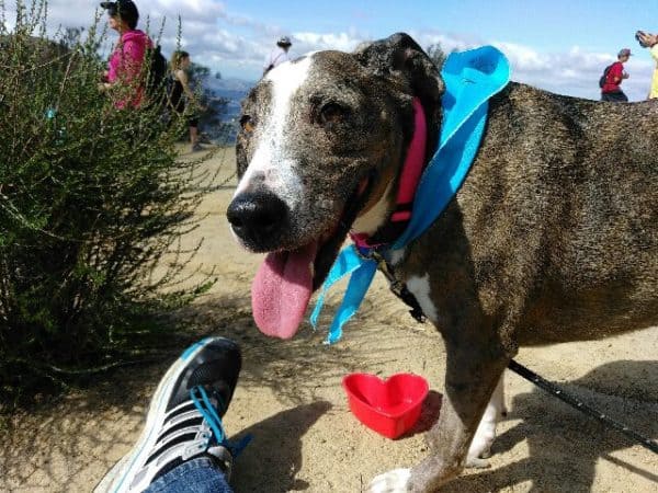 10 Incredible Animal Nonprofits Saving Our Furry Friends | Charity Charge