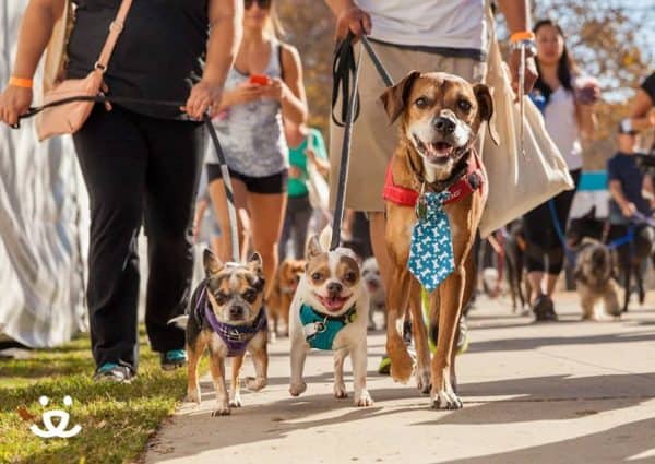 8 Incredible Animal Nonprofits Saving Our Furry Friends | Charity Charge