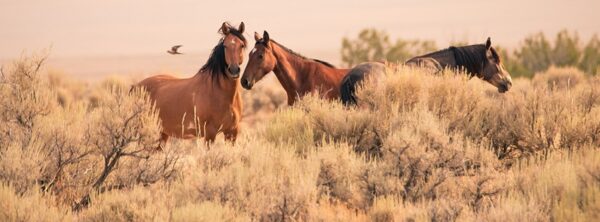 10 Incredible Animal Nonprofits Saving Our Furry Friends | Charity Charge