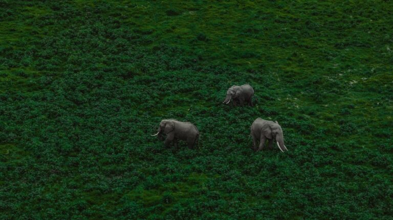 10 Incredible Animal Nonprofits Saving Our Furry Friends | Charity Charge