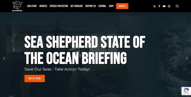15 Inspiring Ocean Conservation Charities | Charity Charge